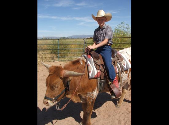 HN Classifieds: Longhorn Steer, ‘has been trained to ride’ | HORSE NATION