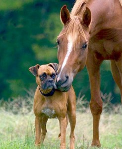 10 Adorable Pictures of Dogs & Horses | HORSE NATION