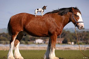 10 Adorable Pictures of Dogs & Horses | HORSE NATION