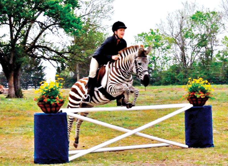 19 Animals With Perfect Jumping Form | HORSE NATION