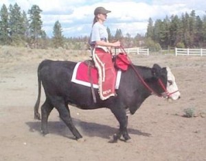 7 Pictures of People Riding Cows | HORSE NATION
