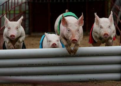 19 Animals With Perfect Jumping Form | HORSE NATION