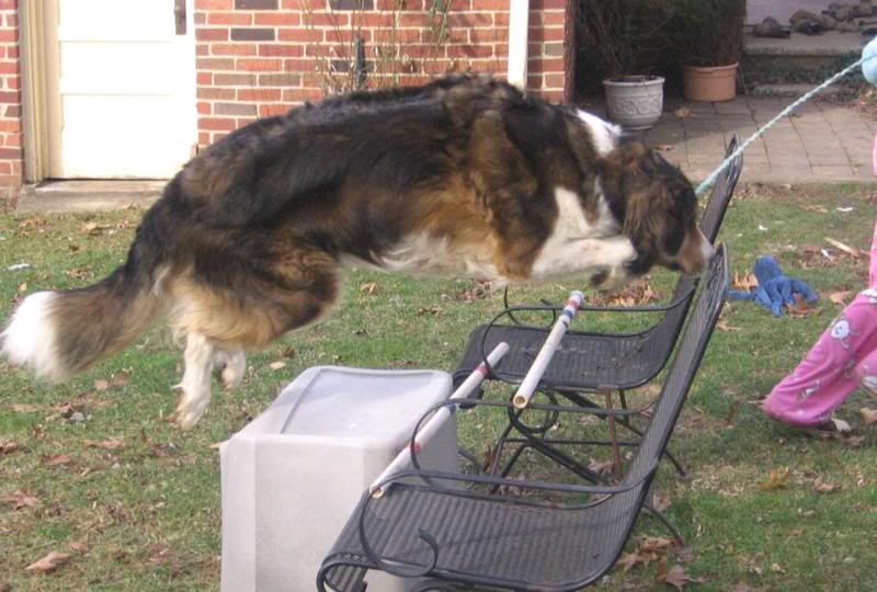 19 Animals With Perfect Jumping Form | HORSE NATION