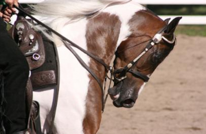 Fit to Ride: The truth about rollkur, part 1 | HORSE NATION