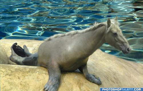 20 Genetically Modified Horse Hybrids | HORSE NATION