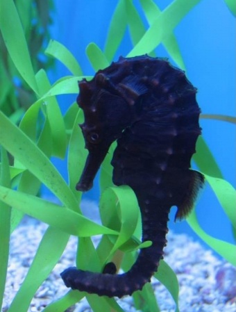19 Strange, Beautiful Seahorses | HORSE NATION