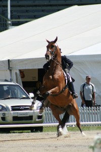 9 Photos of Horses Failing at Dressage | HORSE NATION