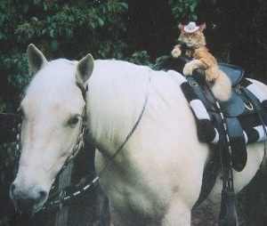 12 Photos of Cats Riding Horses | HORSE NATION