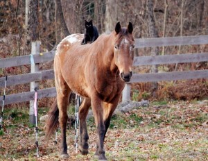 12 Photos of Cats Riding Horses | HORSE NATION