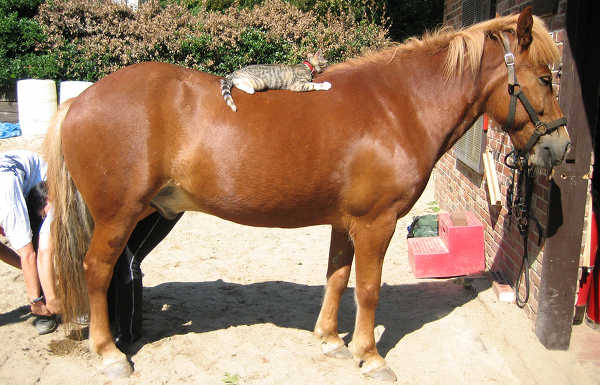 12 Photos of Cats Riding Horses | HORSE NATION