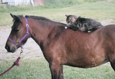 12 Photos of Cats Riding Horses | HORSE NATION