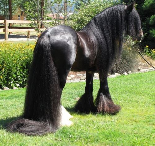 22 Gypsy Vanners Being All Gorgeous | HORSE NATION
