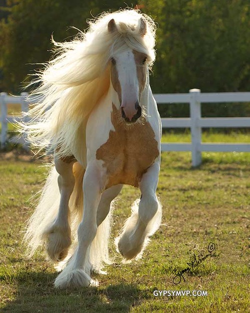 22 Gypsy Vanners Being All Gorgeous | HORSE NATION