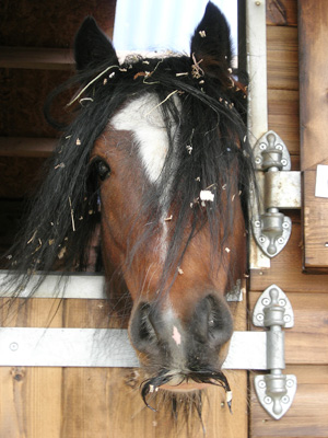 9 Horses With Mustaches | HORSE NATION