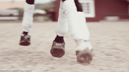15 Horses With Seriously Fancy Footwork | HORSE NATION