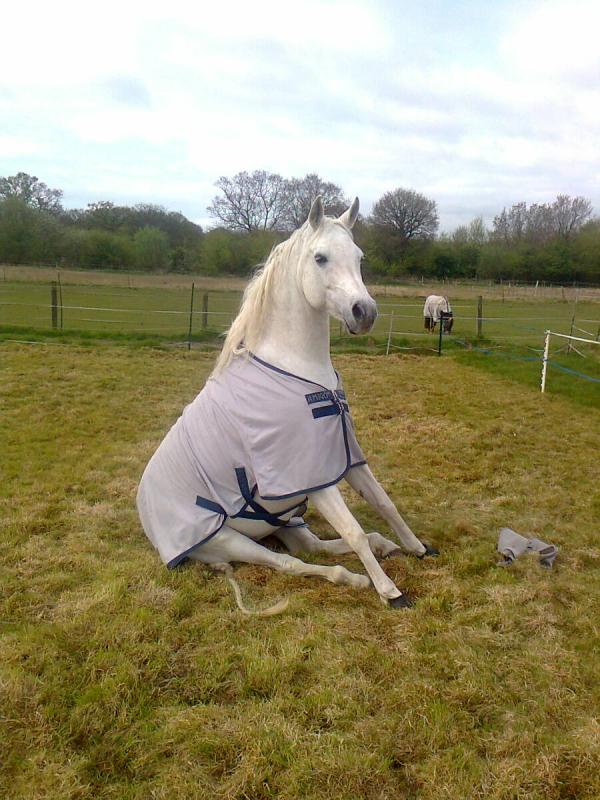 Sit Horse, Stay, Good Horse: 19 horses who have taken a seat | HORSE NATION