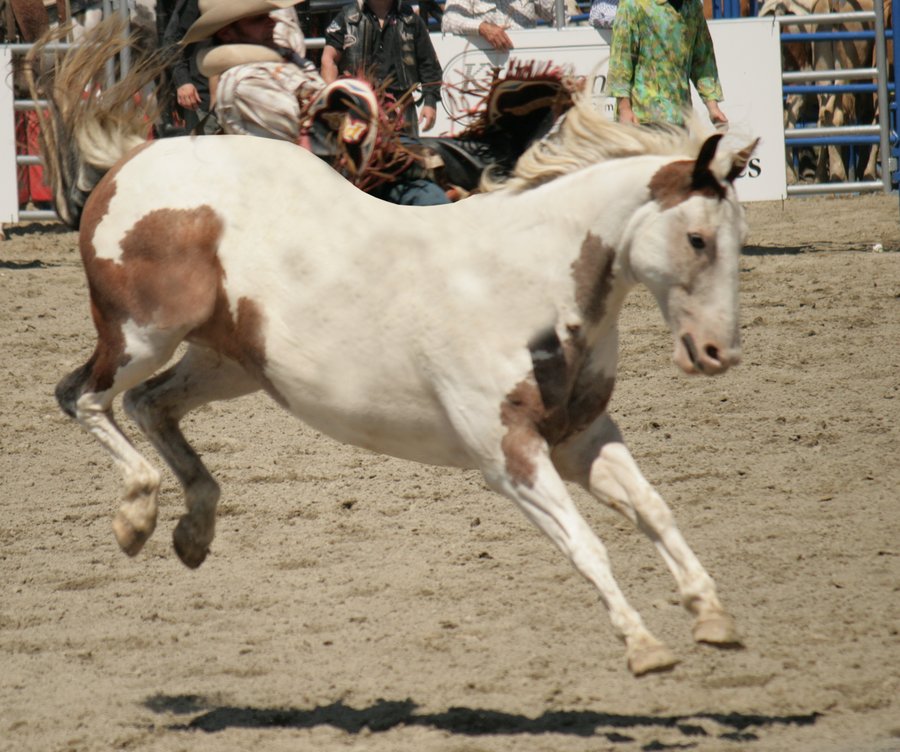 7 Amazing Levitating Horses | HORSE NATION