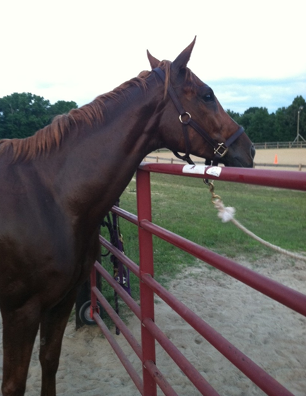 How To: Clicker train your horse, part II | HORSE NATION