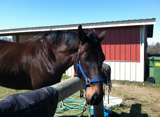 How To: Clicker train your horse, part 1 | HORSE NATION