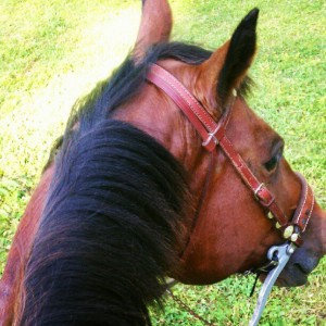 35 Expressive Ears Photos | HORSE NATION