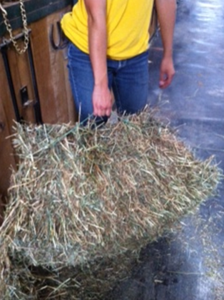 In My Boots: 5 things that are the worst | HORSE NATION