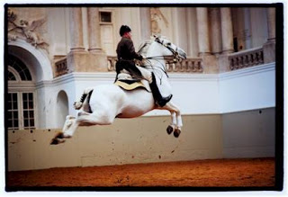 7 Amazing Levitating Horses | HORSE NATION