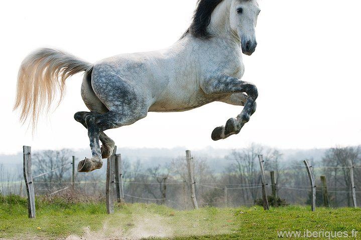 7 Amazing Levitating Horses | HORSE NATION