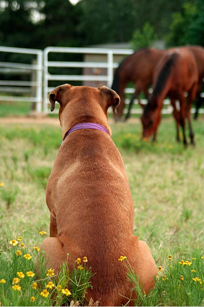 11 Ways Dogs Can Help at the Barn | HORSE NATION