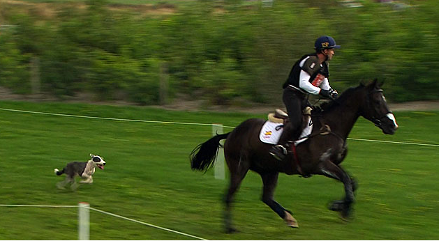 11 Ways Dogs Can Help at the Barn | HORSE NATION