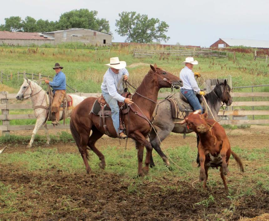 You’re Going to Use That Thoroughbred for What? | HORSE NATION