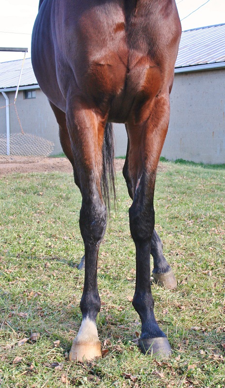 You’re Going to Use That Thoroughbred for What? | HORSE NATION