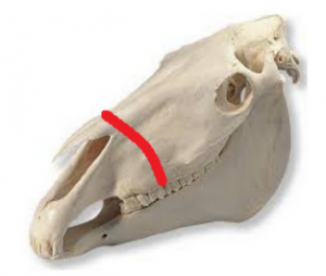 Where’s the bit? Part II: Mechanical hackamore | HORSE NATION