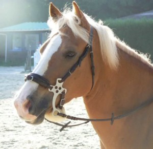 Where’s the bit? Part II: Mechanical hackamore | HORSE NATION