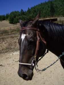 Where’s the bit? Part II: Mechanical hackamore | HORSE NATION