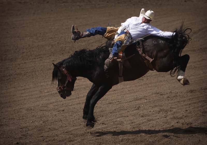 5 Horsey Reasons the Broncos Will Win the Super Bowl | HORSE NATION