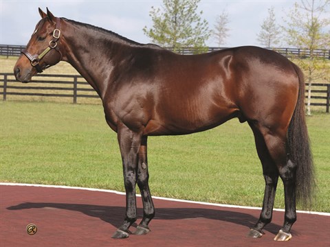 And You Thought a Dozen Roses Were Expensive? | HORSE NATION