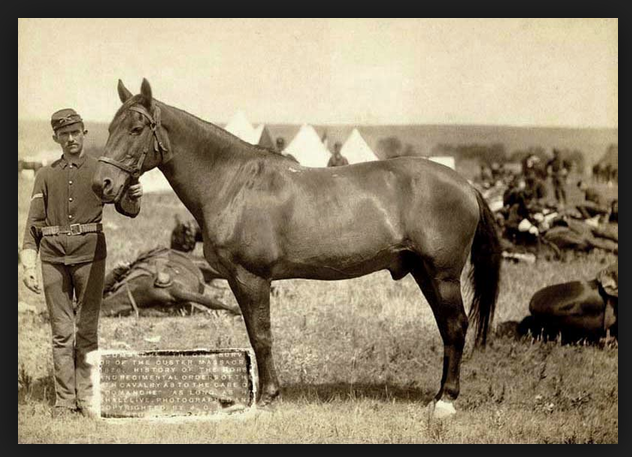 The Lovely Bones | HORSE NATION