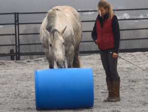 How Training Actually Works | HORSE NATION