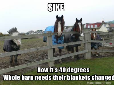 9 Memes That Show How Your Horse Feels About Valentine’s Day | HORSE NATION