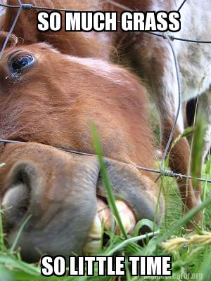 10 Memes That Show How Your Horse Feels About Spring | HORSE NATION