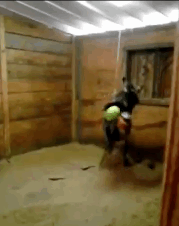 Diesel the Dancing Donkey Wins the Internet | HORSE NATION