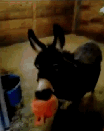 Diesel the Dancing Donkey Wins the Internet | HORSE NATION