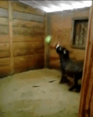 Diesel the Dancing Donkey Wins the Internet | HORSE NATION