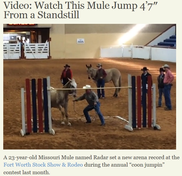 Show Donkeys & Hunter Mules | HORSE NATION