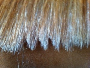 One Simple Step to the Perfect Mane Cut | HORSE NATION
