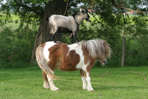 Goats Riding Horses Is the Best Thing You’ll See All Day | HORSE NATION