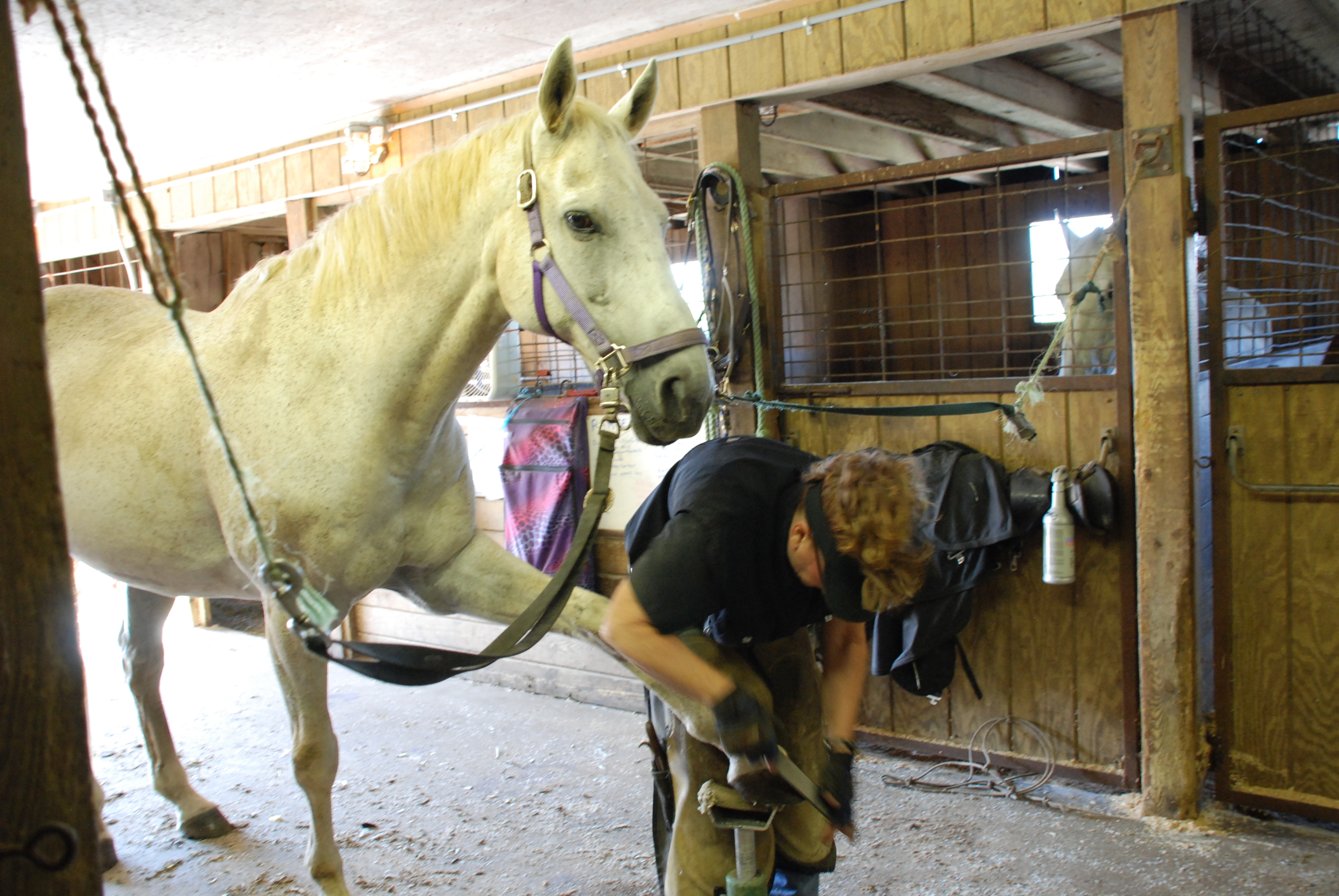 Girl Power: How One Female Farrier Beat the Odds | HORSE NATION
