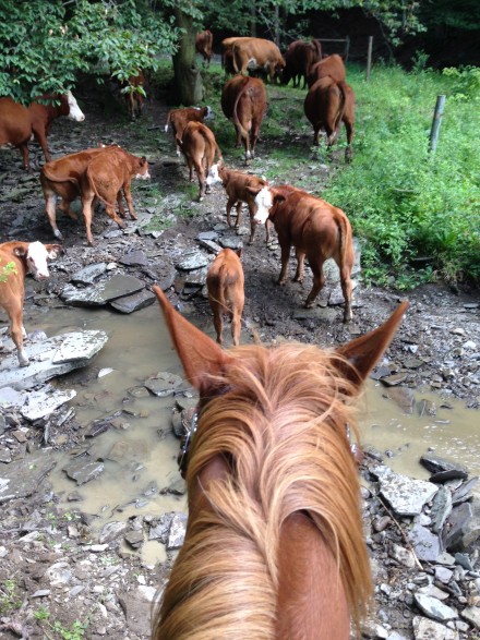 How to Herd Cattle From Horseback in 7 Easy Steps | HORSE NATION