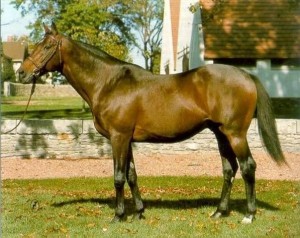 Donner’s Story: Team OTTB Representing Team USA | HORSE NATION