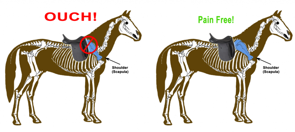 Welcome to Horse Nation, Total Saddle Fit! | HORSE NATION